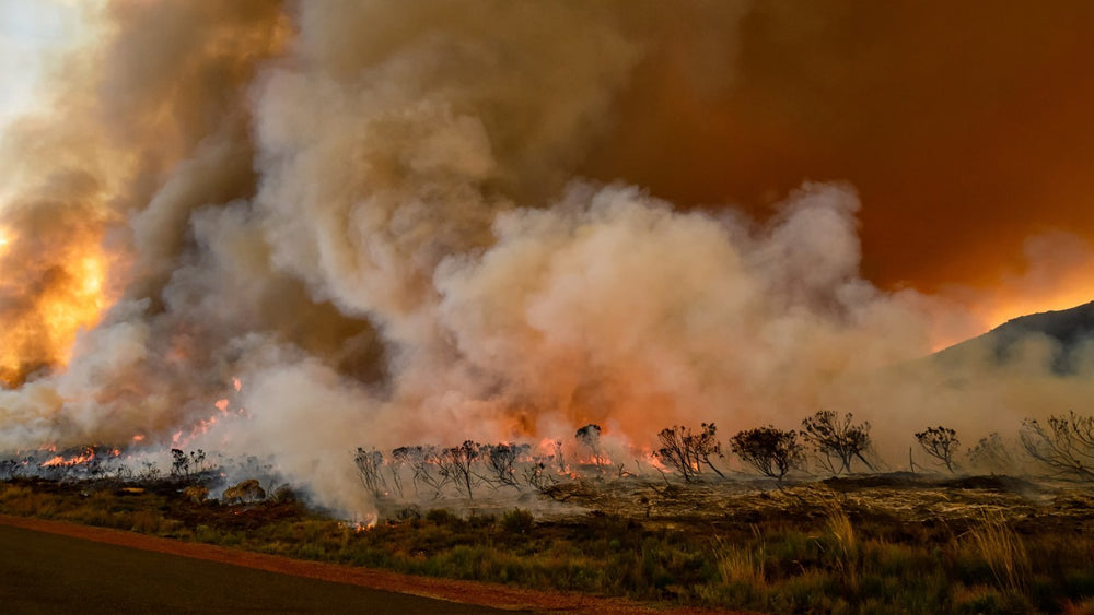 Understanding the Impact of Wildfires on Air Quality and Your Health